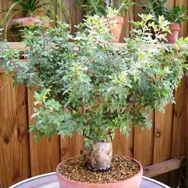 Bonsai - Bursera fagaroides - Elephant Tree Seeds - Fragrant Bursera ...