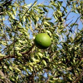 Trees - Strychnos pungens Tree Seeds - Spine-leaved Monkey-orange ...