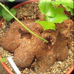 Seeds - 10 Dioscorea sylvatica Seeds - Indigenous Succulents was sold ...
