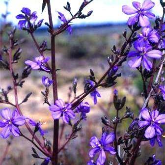Perennials - Aristea inaequalis Seeds - Indigenous Evergreen Bulbs ...