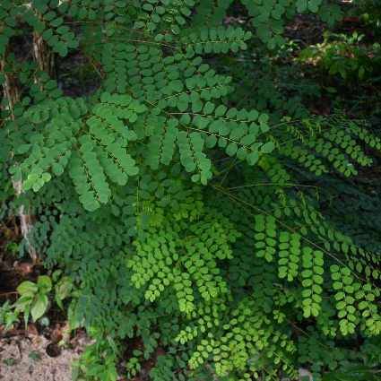 Trees - Amblygonocarpus andongensis Seeds - Scotsman`s rattle Tree ...