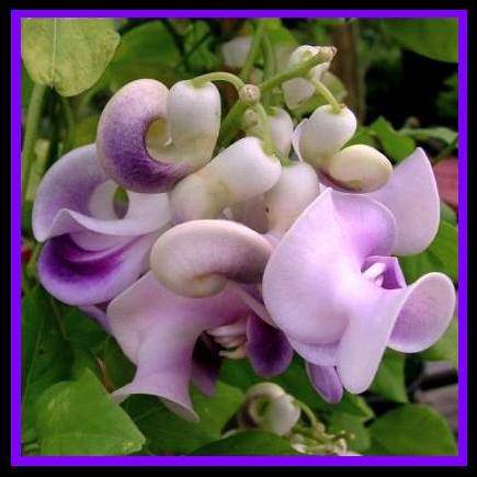 Seeds - 50 Snail Vine - Bulk Vigna caracalla Seeds + FREE SEEDS WITH ...