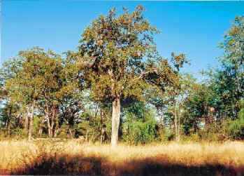Deciduous - 10 Colophospermum mopane Seeds ~ Mopanie or Turpentine Tree ...