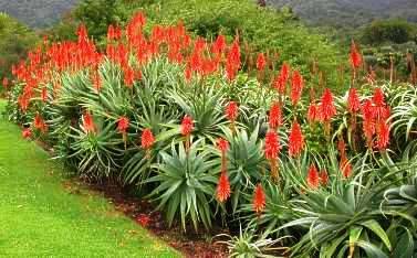 Other Plants, Seeds & Bulbs - 20 Aloe arborescens Seeds or Krantz Aloe ...