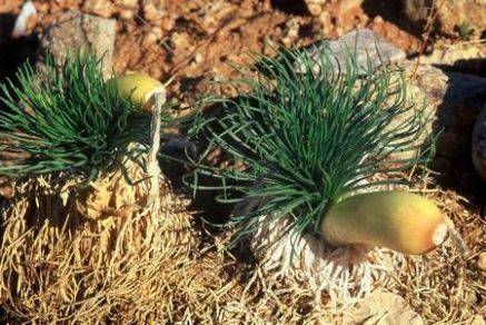 Other Plants, Seeds & Bulbs - *VERY RARE* Gethyllis grandiflora or ...