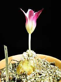 Other Plants, Seeds & Bulbs - *VERY RARE* Gethyllis grandiflora or ...