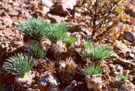 Other Plants, Seeds & Bulbs - *VERY RARE* Gethyllis grandiflora or ...