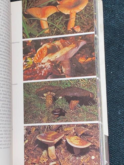 Reference - MUSHROOMS & TOADSTOOLS BY RONALD RAYNER - HAMLYN NATURE ...