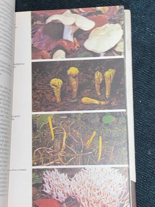 Reference - MUSHROOMS & TOADSTOOLS BY RONALD RAYNER - HAMLYN NATURE ...