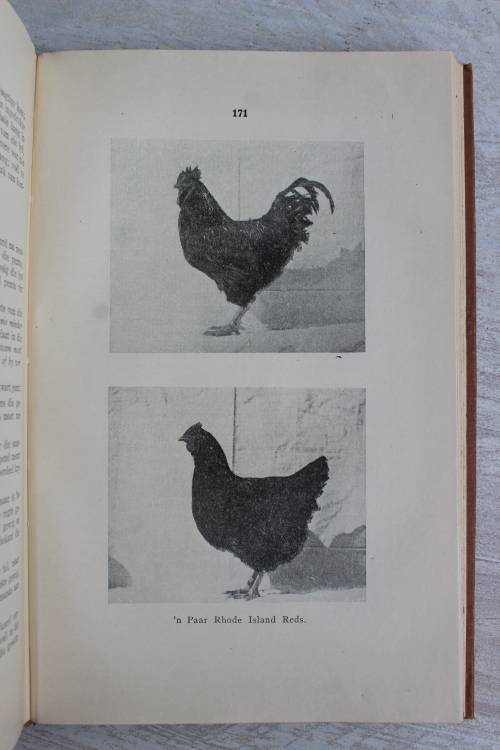 Afrikaans Non-Fiction - Pluimvee in Suid-Afrika - Jordaan for sale in ...