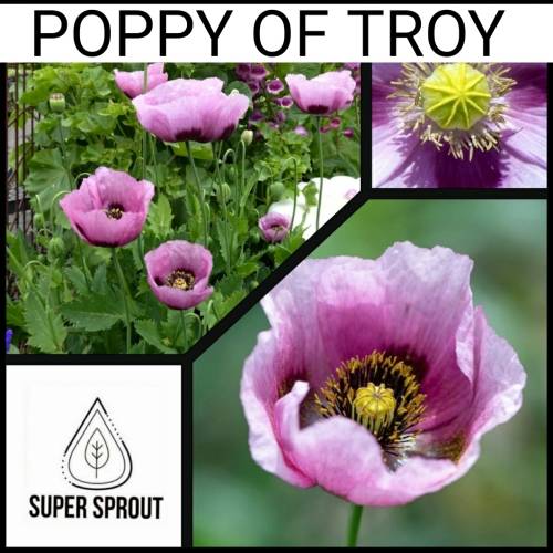Flowers - POPPY OF TROY (Papaver Setigerum) x 100+ seeds for sale in ...
