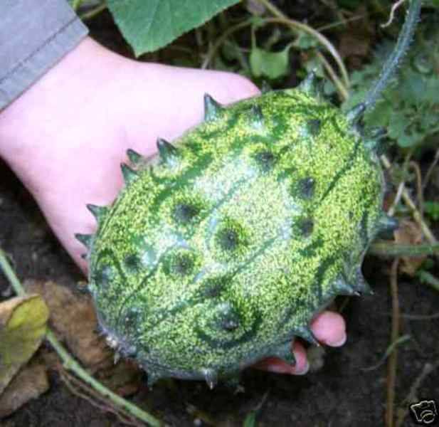 Other Gardening & Plants - EXOTIC - AFRICAN HORNED CUCUMBER - 10 SEEDS ...