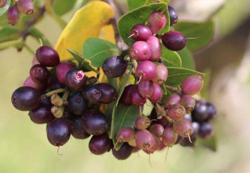 Other Business, Farming & Industry - WATERBERRY - Syzygium cordatum - 3 ...