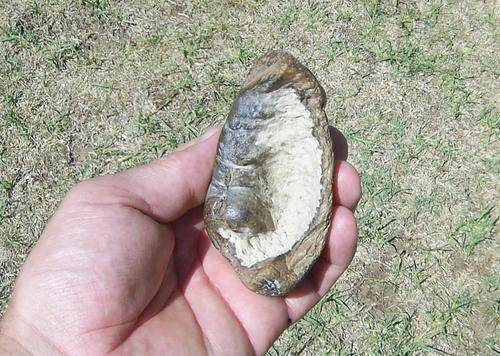 Fossils - Fossilized Whale Bone Inner Ear was sold for R60.00 on 16 Mar ...