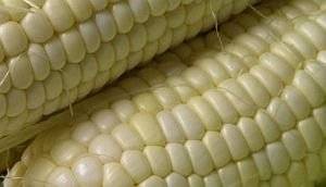 Seeds & Bulbs - Mealies Kalahari Green Early pearl - Zea Mays ...