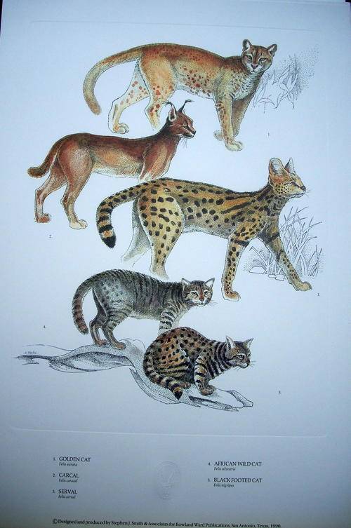 Limited Editioned Prints - Rowland Ward's "Game Animals of Africa ...