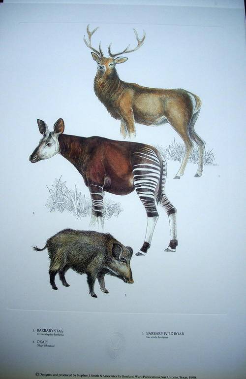 Limited Editioned Prints - Rowland Ward's "Game Animals of Africa ...