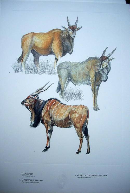Limited Editioned Prints - Rowland Ward's "Game Animals of Africa ...