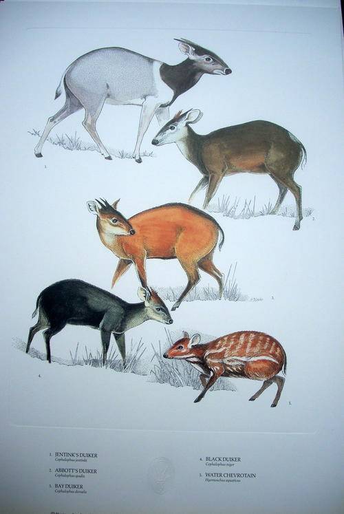 Limited Editioned Prints - Rowland Ward's "Game Animals of Africa ...