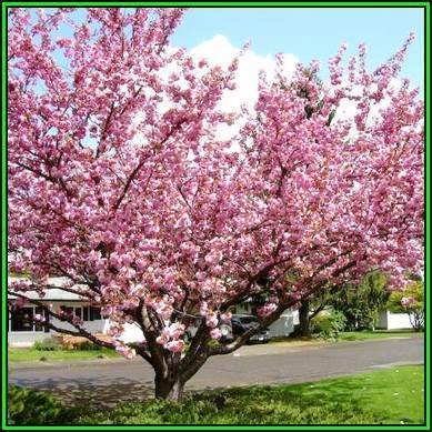 Trees - Prunus serrulata - Japanese Flowering Cherry - 5 Seeds - Tree ...