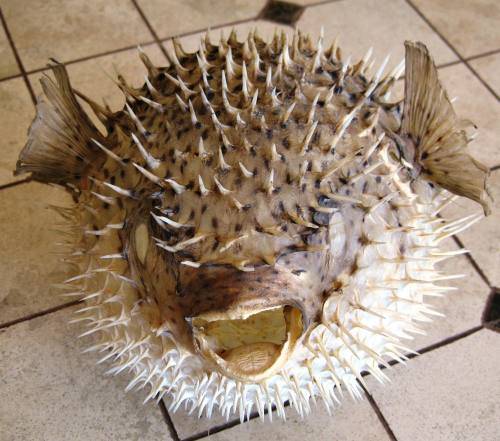 Other Ornaments - BLOWFISH,PUFFER FISH,BLAASOPPIE,PORCUPINE FISH=Dried ...