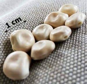 Herbal Remedies & Resins - Wonder beans - Umvoti x10 was listed for 542 ...